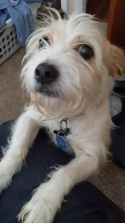 Sad doggo is neglected - Meme by infuzeyou :) Memedroid