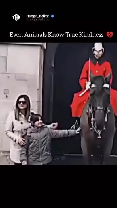 Horses are magnificent - Meme by Datakrys :) Memedroid