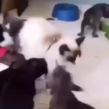 Maldito pantano - Meme subido por Ernx :) Memedroid