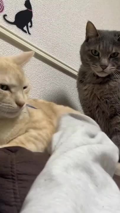 LET HIM PET YOU!!! - Meme by h4ppyp1LLs :) Memedroid