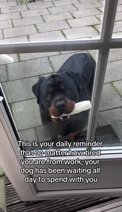 Dogs are the best - Meme by tamikins123 :) Memedroid