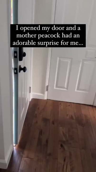 Just introducing you my new birdo - Meme by Zeio44 :) Memedroid