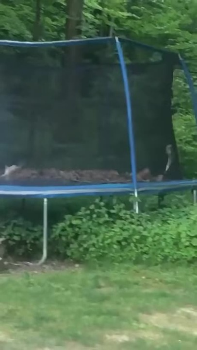 Cat mosh pit on a trampoline - Meme by BenBluel :) Memedroid