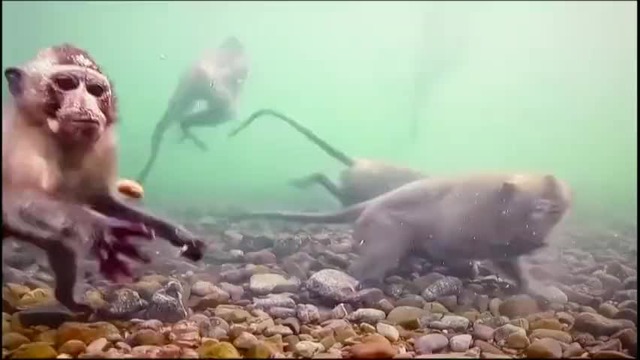 Monkeys diving! - Meme by Elle1906 :) Memedroid