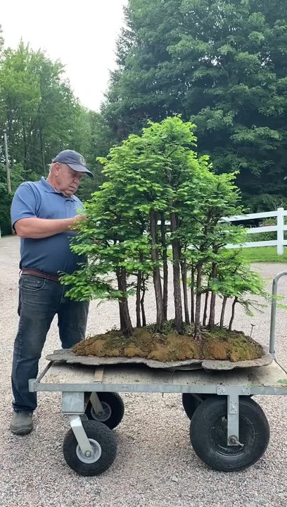 Metasequoia forest bonsai - Meme by schizoidman :) Memedroid