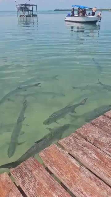 Bait - Meme by Cangcore :) Memedroid