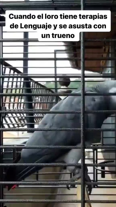Loro se asusta con trueno - Meme subido por caprianwar :) Memedroid