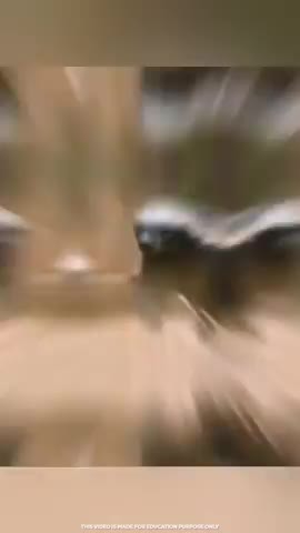 The honey badger, the world's most fearless animal - Meme by ...