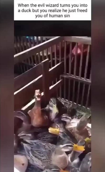 you fool - Meme by Forgotten_Tomes :) Memedroid