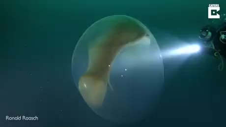 Giant squid egg - Meme by schizoidman :) Memedroid