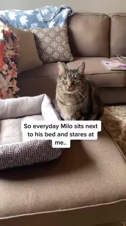 This cat is too much! - Meme by schizoidman :) Memedroid