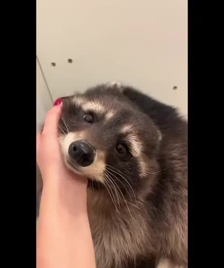 Cute raccoon - Meme by Kruegernapoleon :) Memedroid