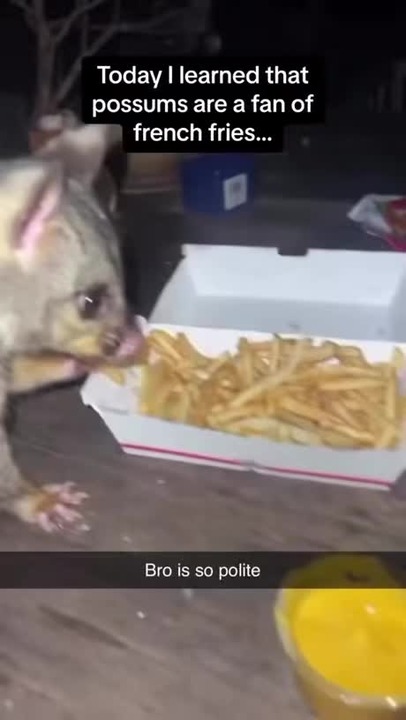 Possums likes french fries - Meme by battlefrontford :) Memedroid