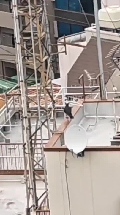 Cuervo: Casita nueva con perchas bien piola - Meme subido por ElTigre22 ...