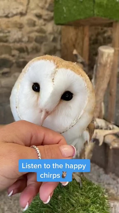 I really like owls - Meme by Grug :) Memedroid