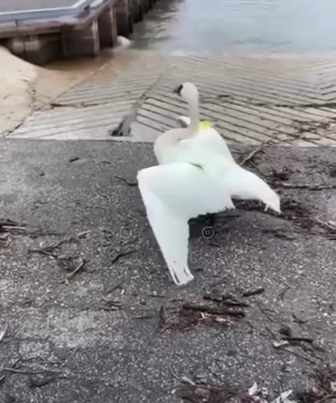 Swans get back together after medical treatment - Meme by RobSammer ...