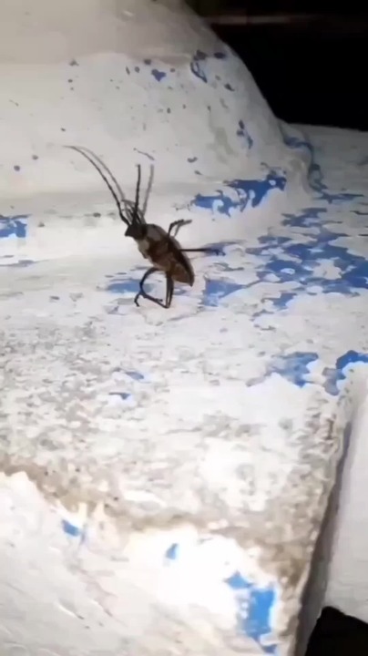 Inseto usou K9 - Meme by Neguim.do.RJ :) Memedroid