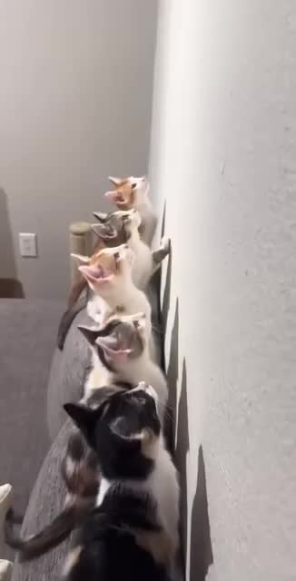 Cat wall - Meme by gxldnqx :) Memedroid