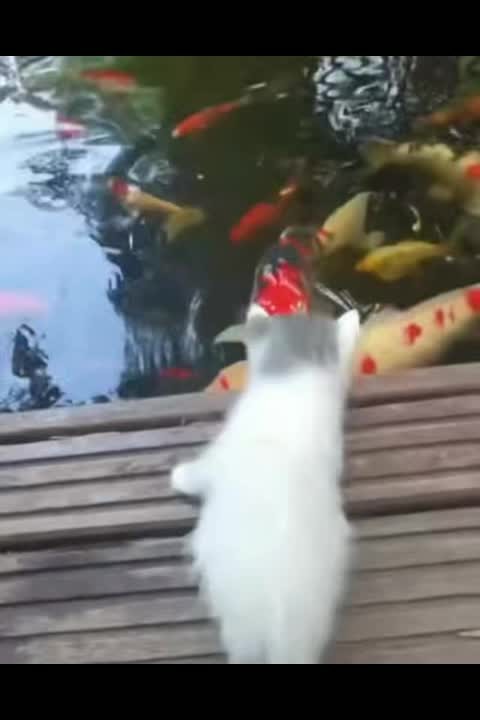 I told you to be careful by the pond - Meme by Cliffy_99 :) Memedroid