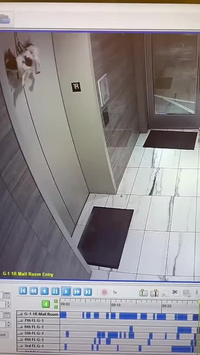 doggo got lucky - Meme by dillonff :) Memedroid