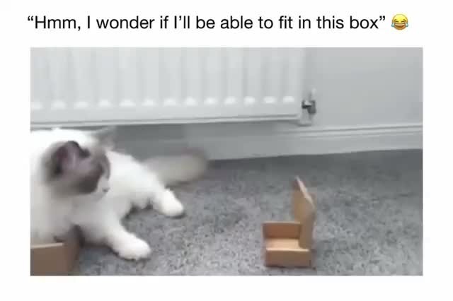 Cats and boxes - Meme by Heerovcutx :) Memedroid