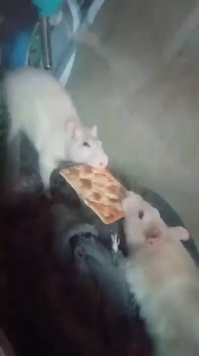 Rata - Meme subido por Eralvo :) Memedroid