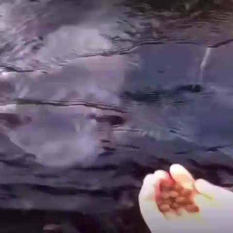 Glomp - Meme by French_Eater_X :) Memedroid