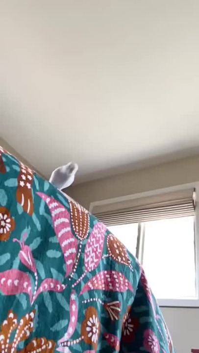 Pájaro saltando al vacío - Meme subido por a7xGM :) Memedroid