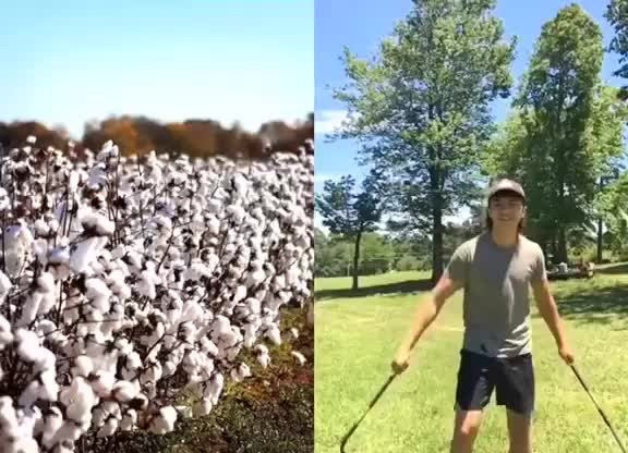 The cotton fields - Meme by TheToxicFrog :) Memedroid