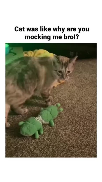 Mocking the cat - Meme by GiantsLordHurdle :) Memedroid