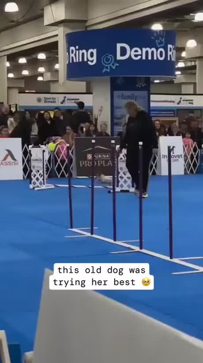 old dog can learn new tricks - Meme by seanahashram :) Memedroid