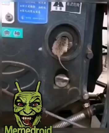 rata - Meme subido por -HARDCORE__PEDOPHlLE :) Memedroid