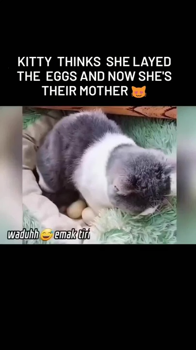 Poor kitty - Meme subido por Falafl :) Memedroid