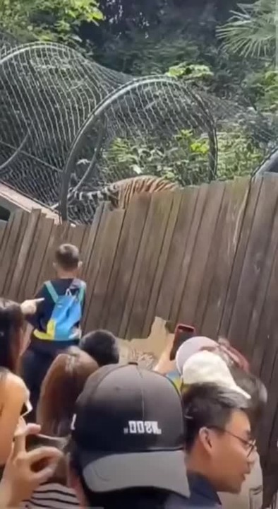 Tiger fart - Meme by tivoxx :) Memedroid