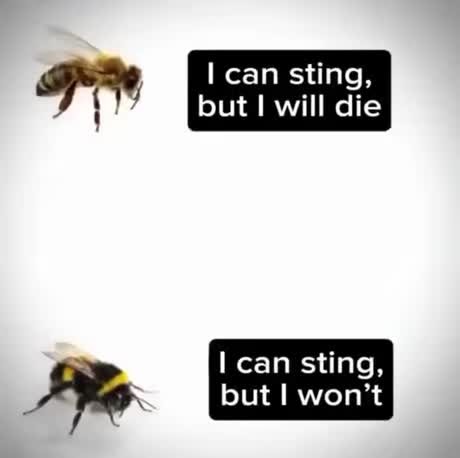 Wasps are crazy - Meme by GiantsLordHurdle :) Memedroid