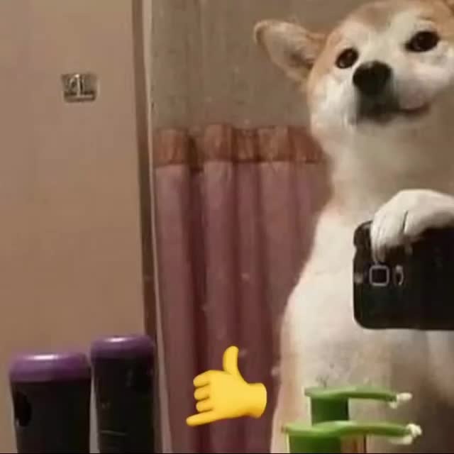 Perro guaton - Meme subido por Tragicboat :) Memedroid