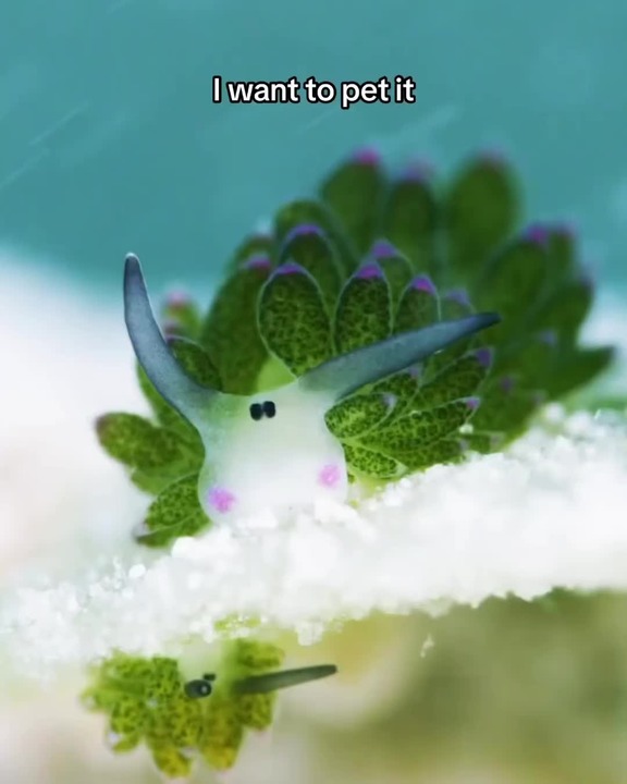 Leaf Sheep, world's cutest slug - Meme by mcstankus :) Memedroid