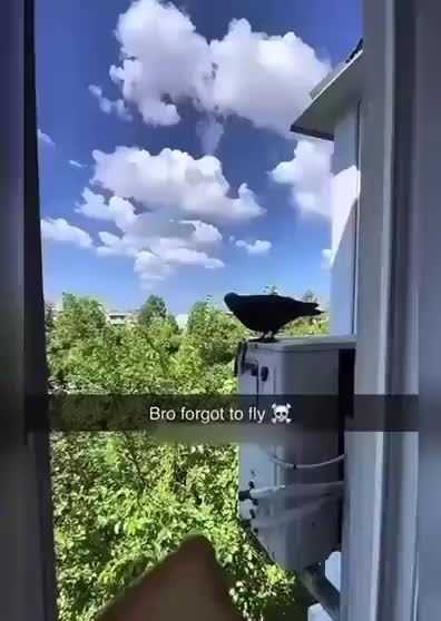 Bro forgot to fly - Meme by Hupesquid :) Memedroid