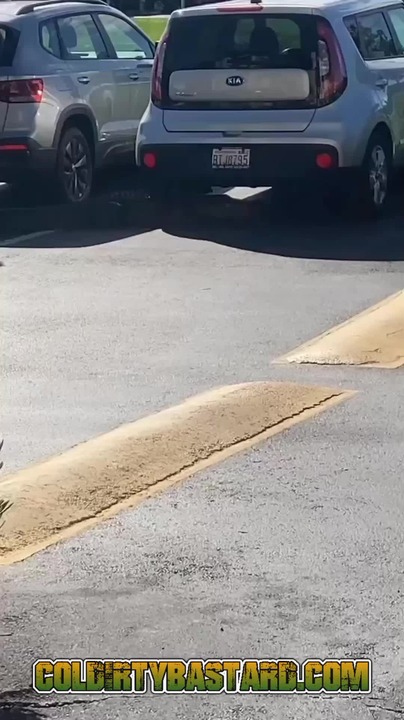 Stray pitbüll - Meme by Coldirty :) Memedroid