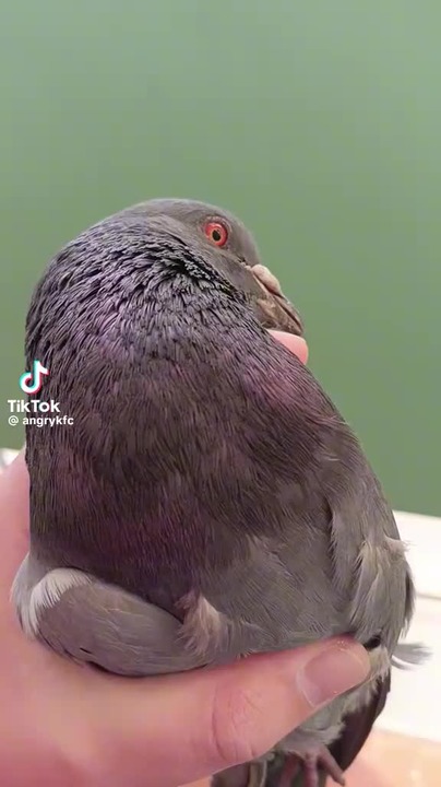 sigeon pex - Meme by Trolencio_OneMinute :) Memedroid