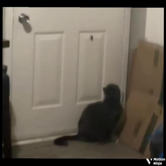 Now I post the cat memes - Meme subido por Trashyy :) Memedroid