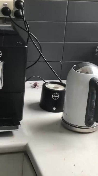 Spider vs wasp - Meme by kingacid :) Memedroid