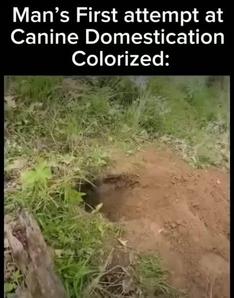 "That's just Rocky, he won't bite" - Meme by pokekid04 :) Memedroid