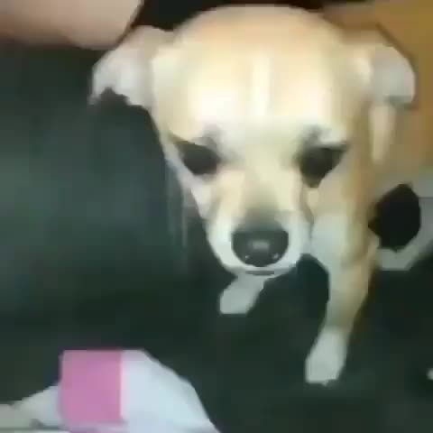 perrito keri come? - Meme subido por Kenethor3.0 :) Memedroid