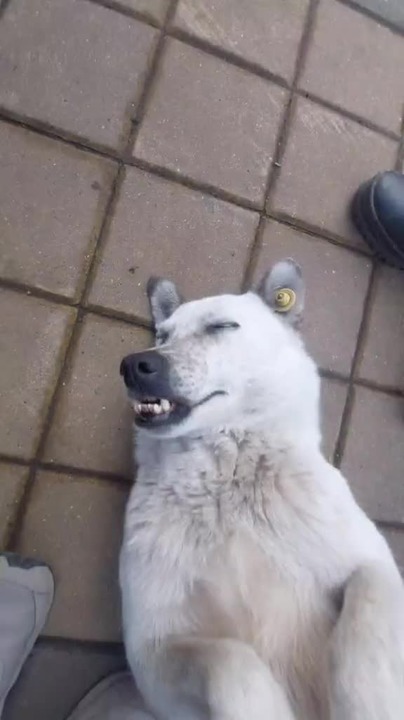 No sé solo me dio sida *risa* - Meme subido por Carloso_XD :) Memedroid