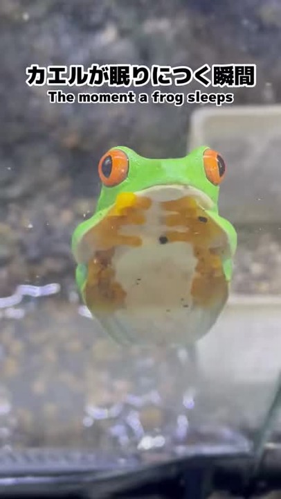 sleeping frog - Meme by seanahashram :) Memedroid