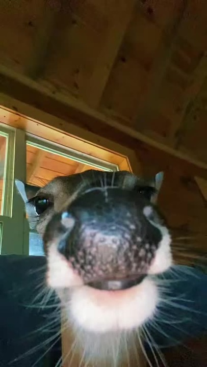 House of the rising son - Deer Deer - Meme by CrispOfBaa :) Memedroid