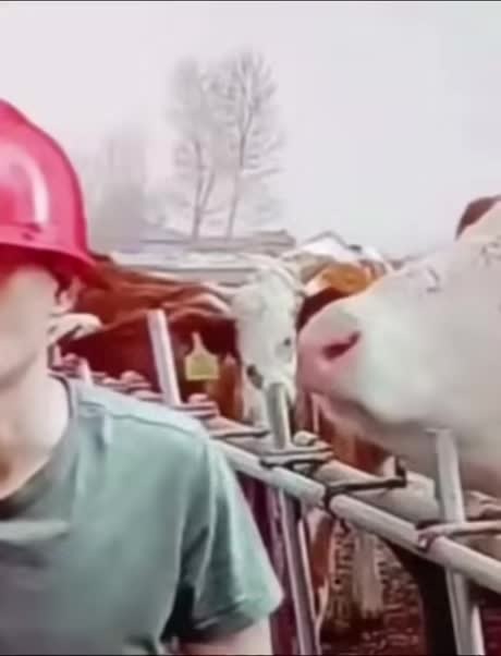 Cow kiss - Meme by libbyspiral :) Memedroid