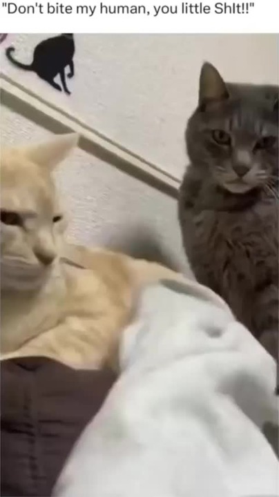 Tiny demon tried to chomp my human, got scolded real quick - Meme by ...