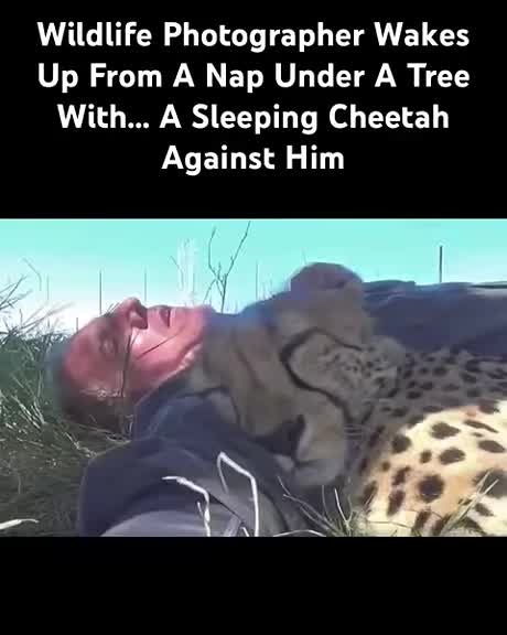 Cheetah chose to have a nap with a wildlife photographer - Meme subido ...